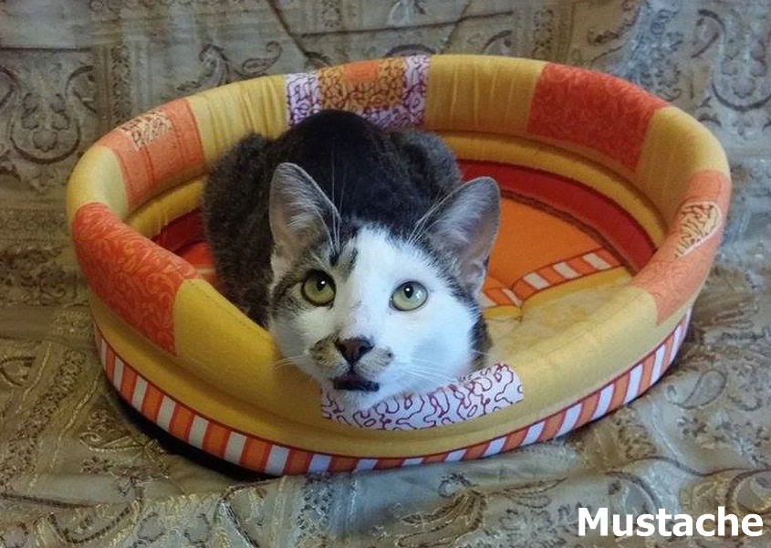 Mustache -vermittelt- › Katzenfreunde Grenzenlos E.V.