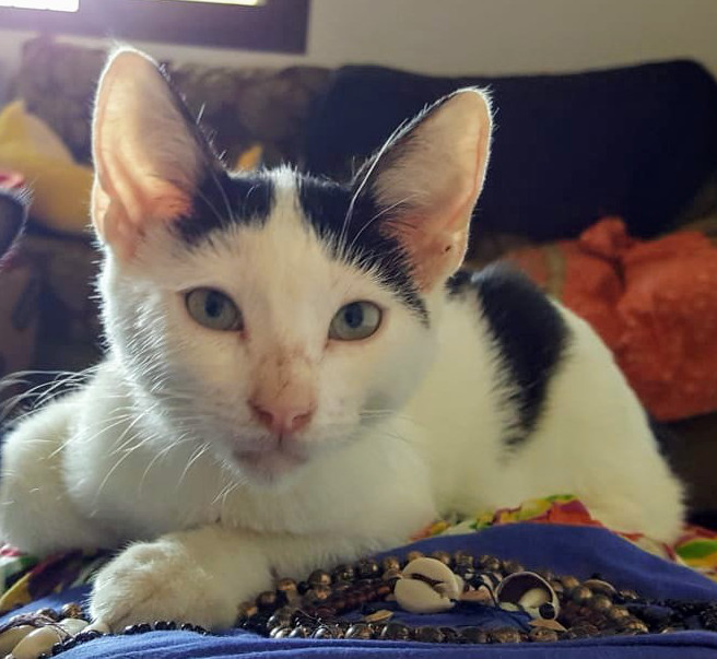 Delilah, Cooper und Camillo -vermittelt- | Katzenfreunde Grenzenlos E.V